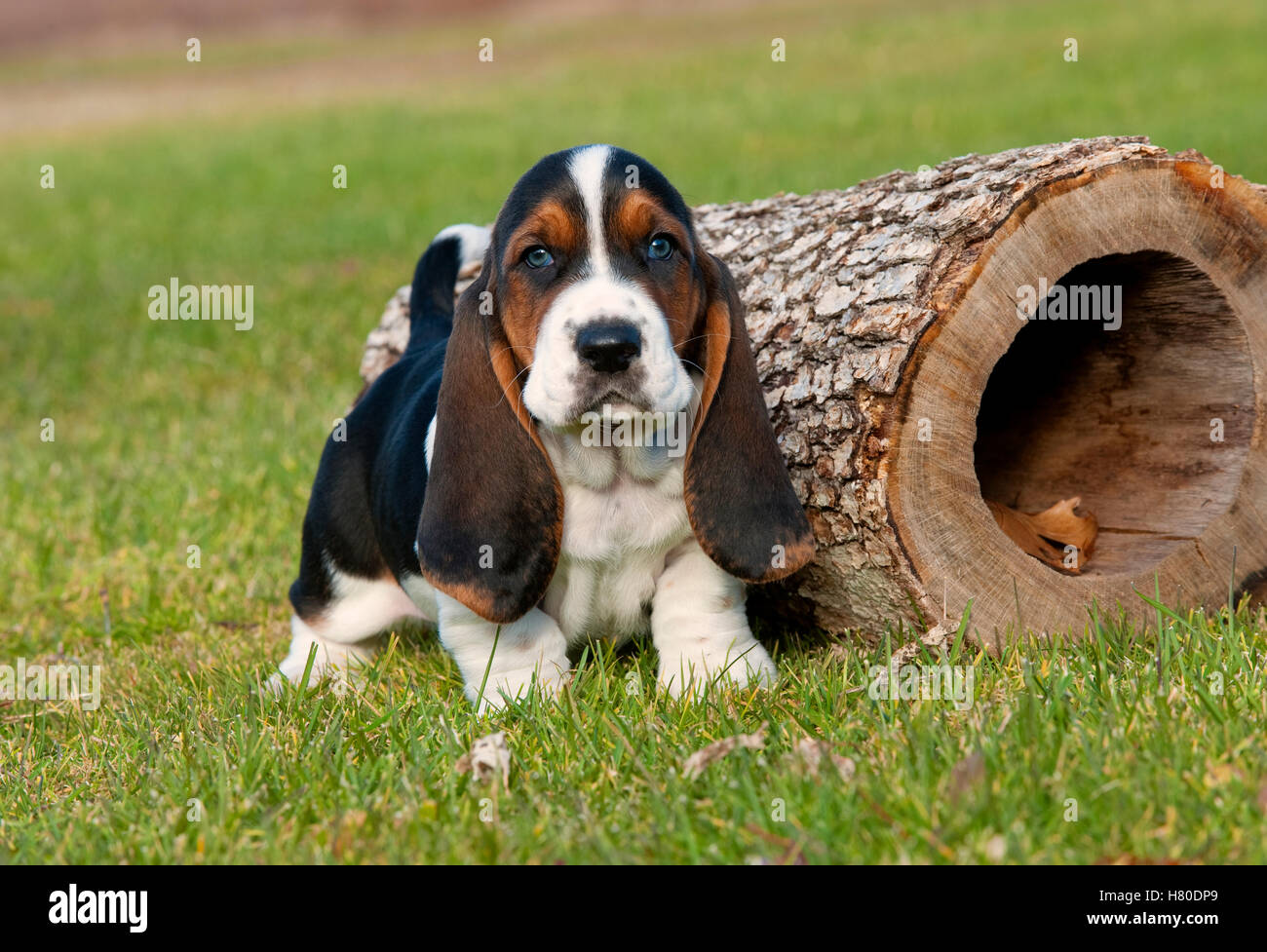 Basset Hound (Canis familiaris) puppy by log Stock Photo - Alamy