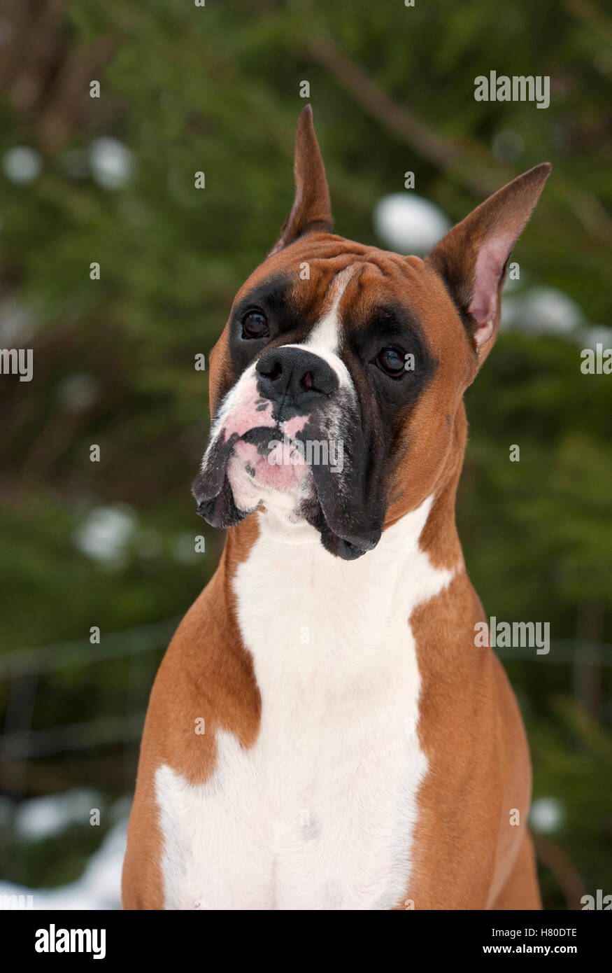 Boxer (Canis familiaris) male with cropped ears Stock Photo - Alamy
