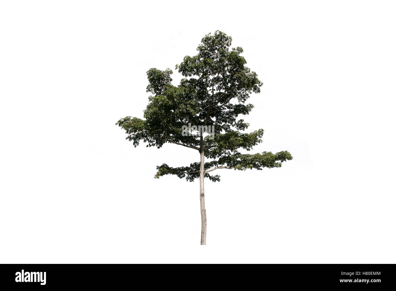 Tree on white background Stock Photo - Alamy