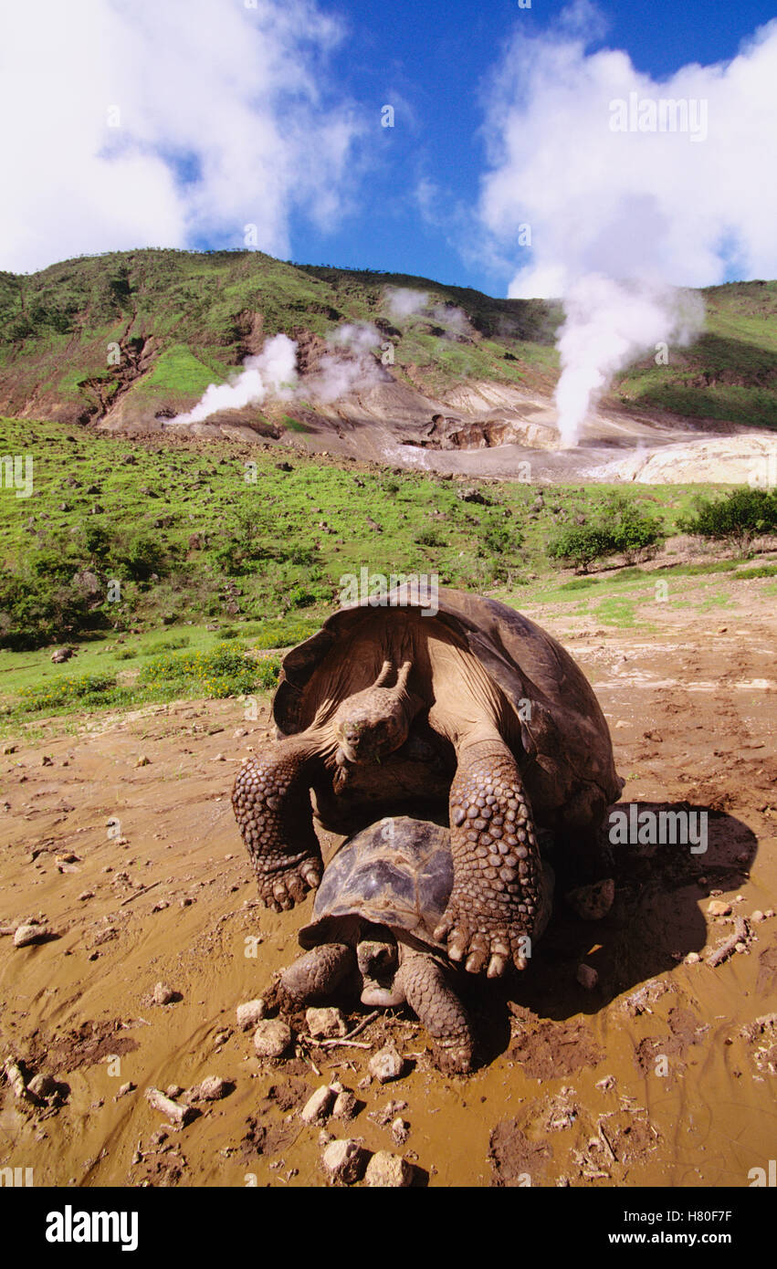 Volcan Alcedo Giant Tortoise (Chelonoidis nigra vandenburghi) pair ...
