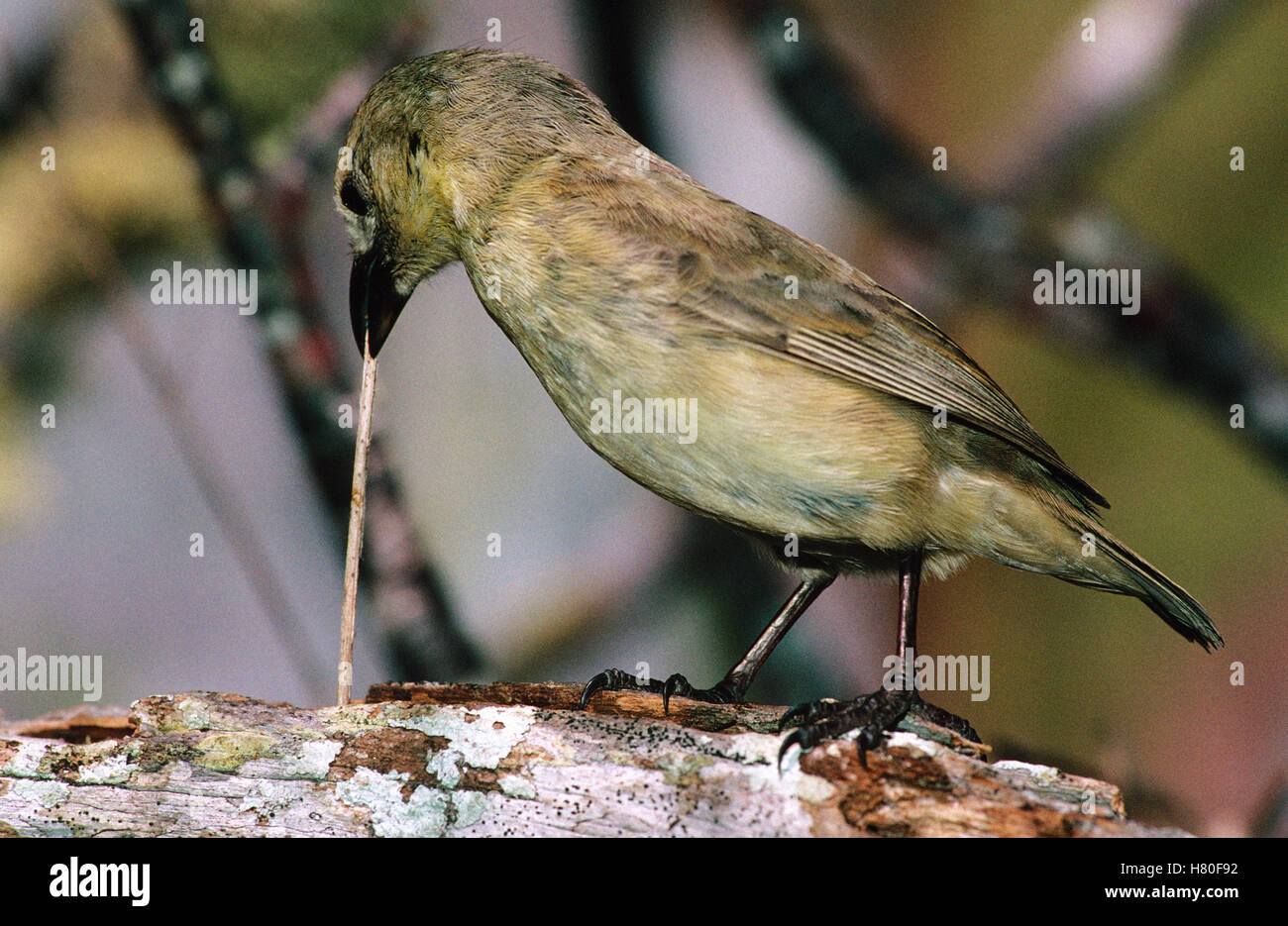 Woodpecker Finch (Camarhynchus pallidus) using tool to dislodge grub ...