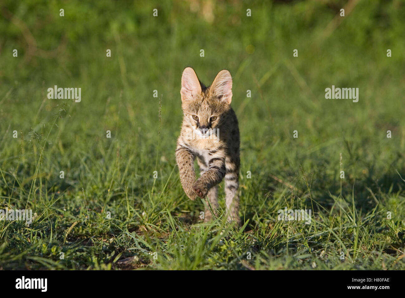 Serval (Leptailurus serval) thirteen week old orphan serval kitten ...