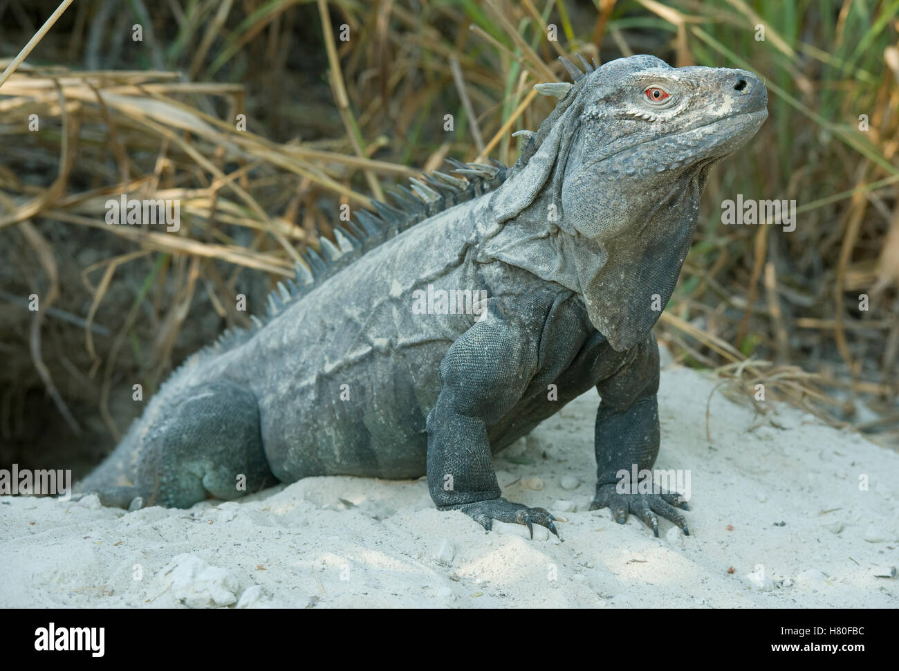 Ricord's Iguana (Cyclura ricordi), Lago Enriquillo National Park ...