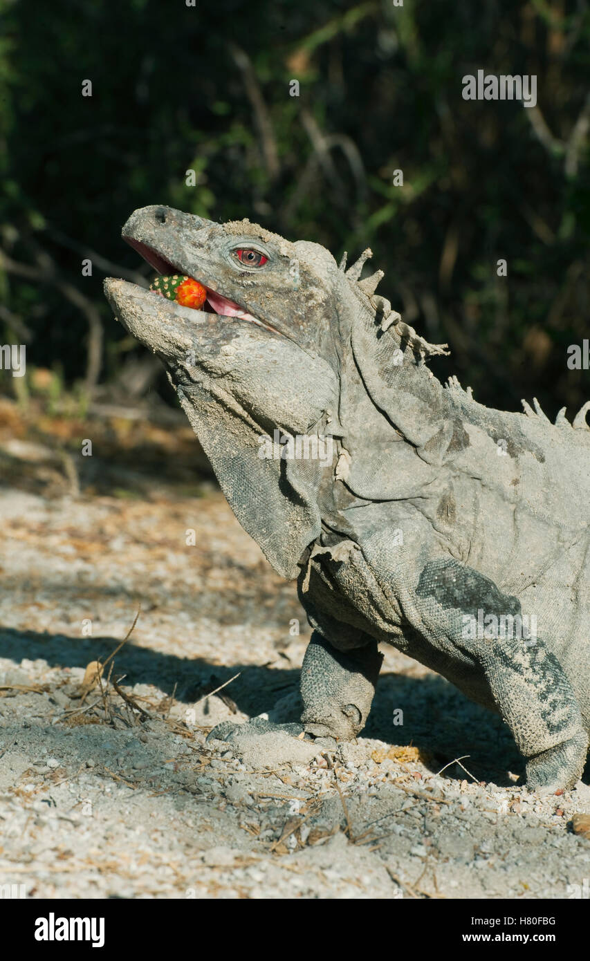 Ricord's Iguana (Cyclura ricordi) feeding on fallen cactus fruit, Lago ...