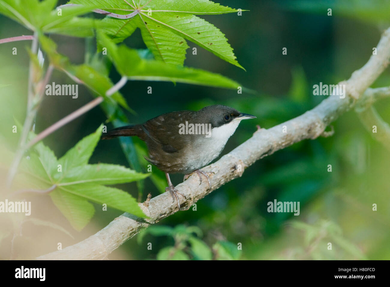 Western Chat-tanager (Calyptophilus tertius), Baoruco Mountain Range ...