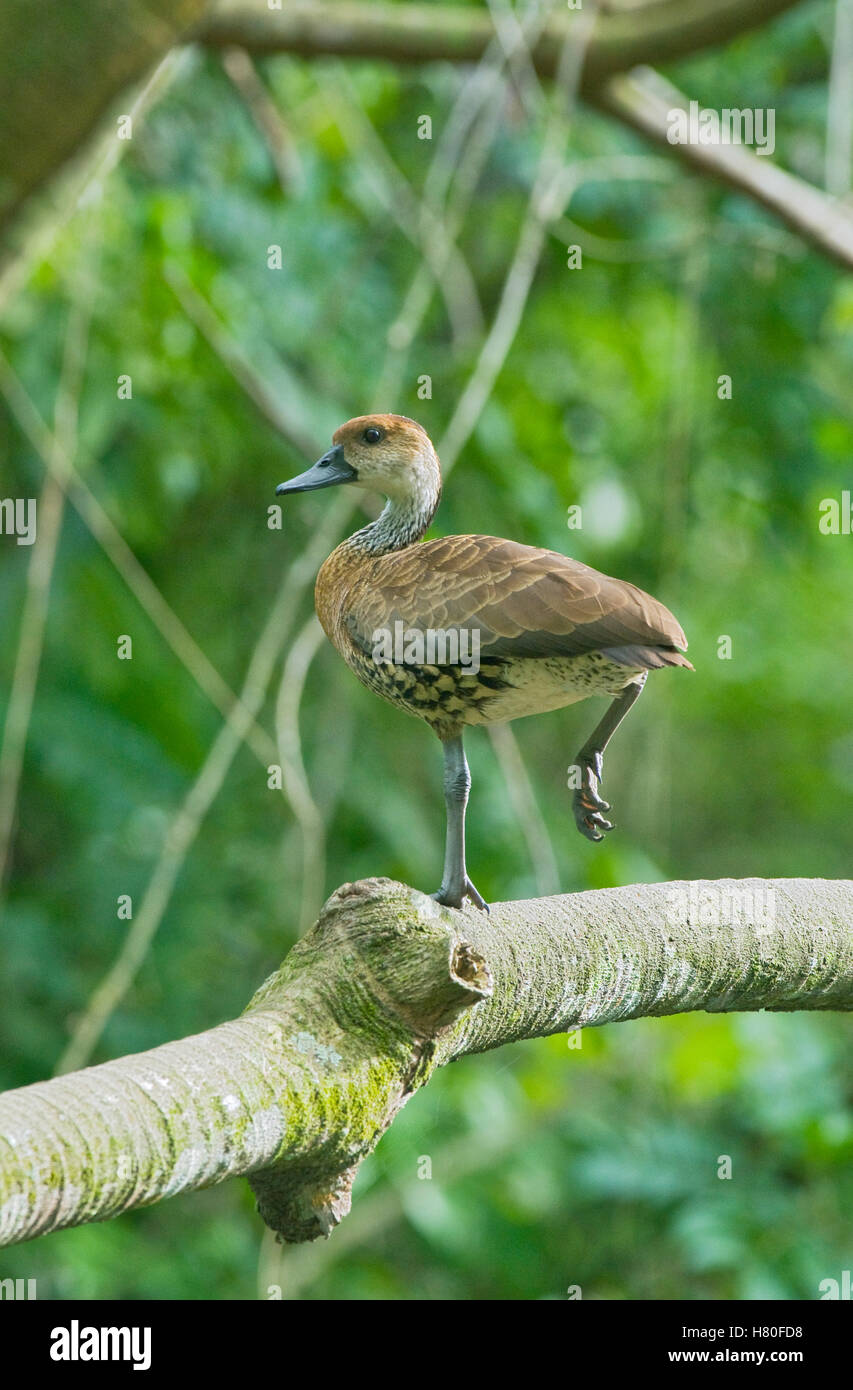 West Indian Whistling-Duck (Dendrocygna arborea) roosting in tree ...