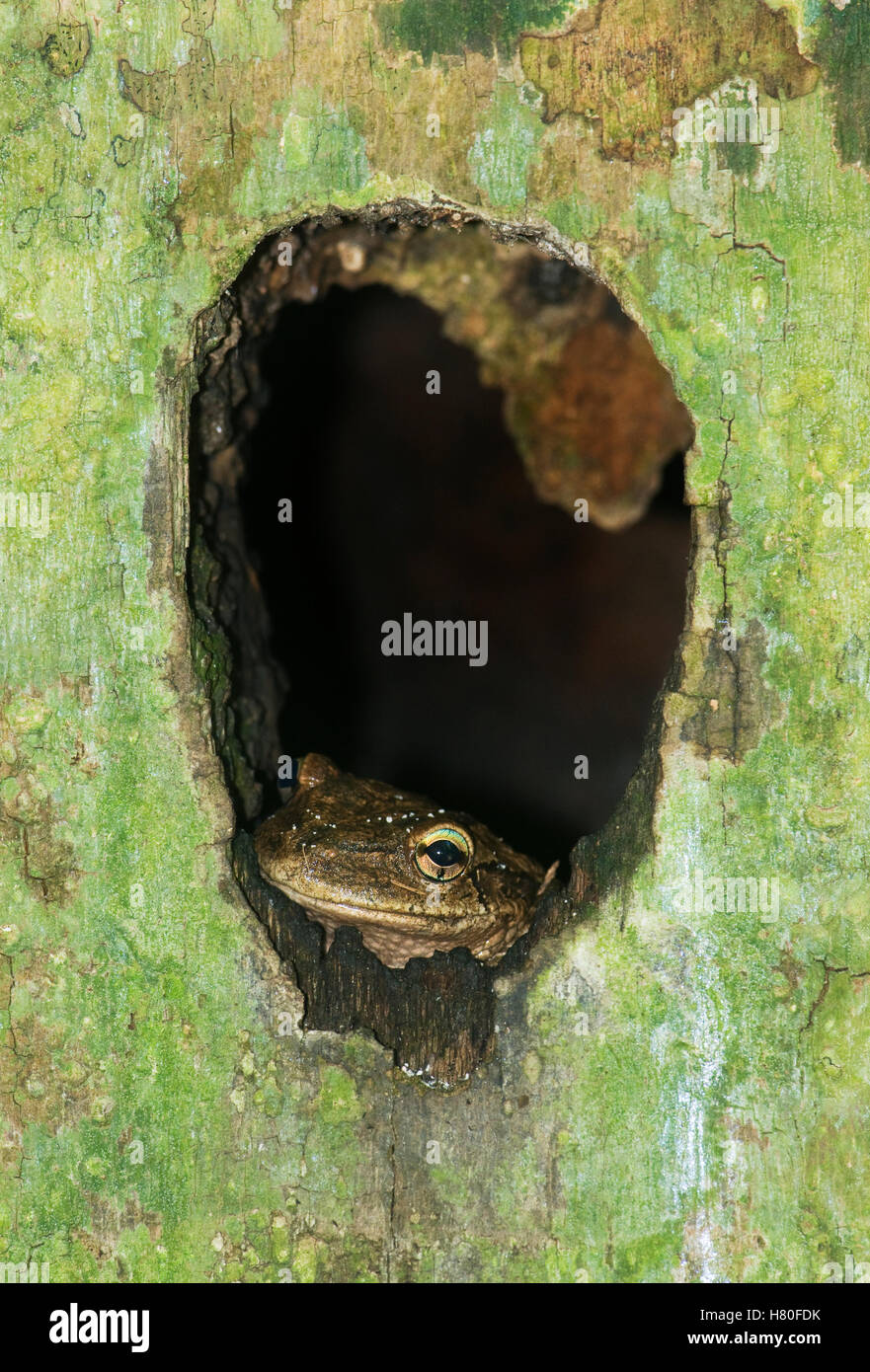 Dominican Treefrog (Osteopilus dominicensis) emerging from palm hole ...