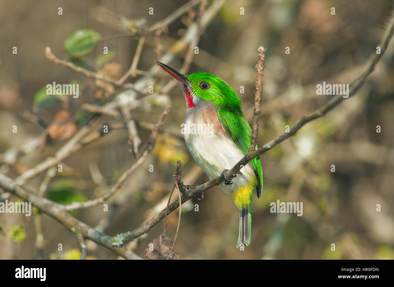 Broad-billed Tody (Todus subulatus), Baoruco Mountain Range, Dominican ...