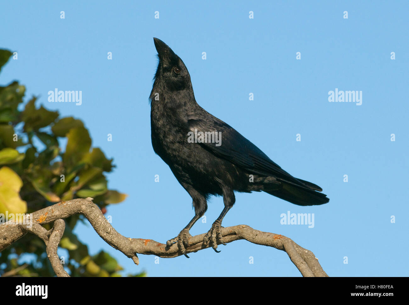 Palm Crow (Corvus palmarum) displaying in tree tops, Goat Island, Lago ...