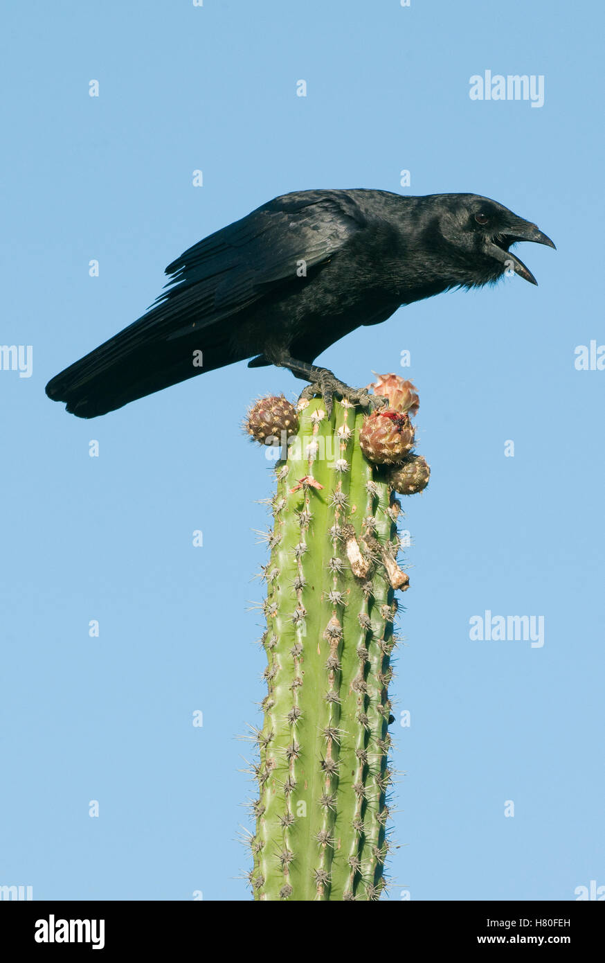 Palm Crow (Corvus palmarum) calling on cactus, Goat Island, Lago ...