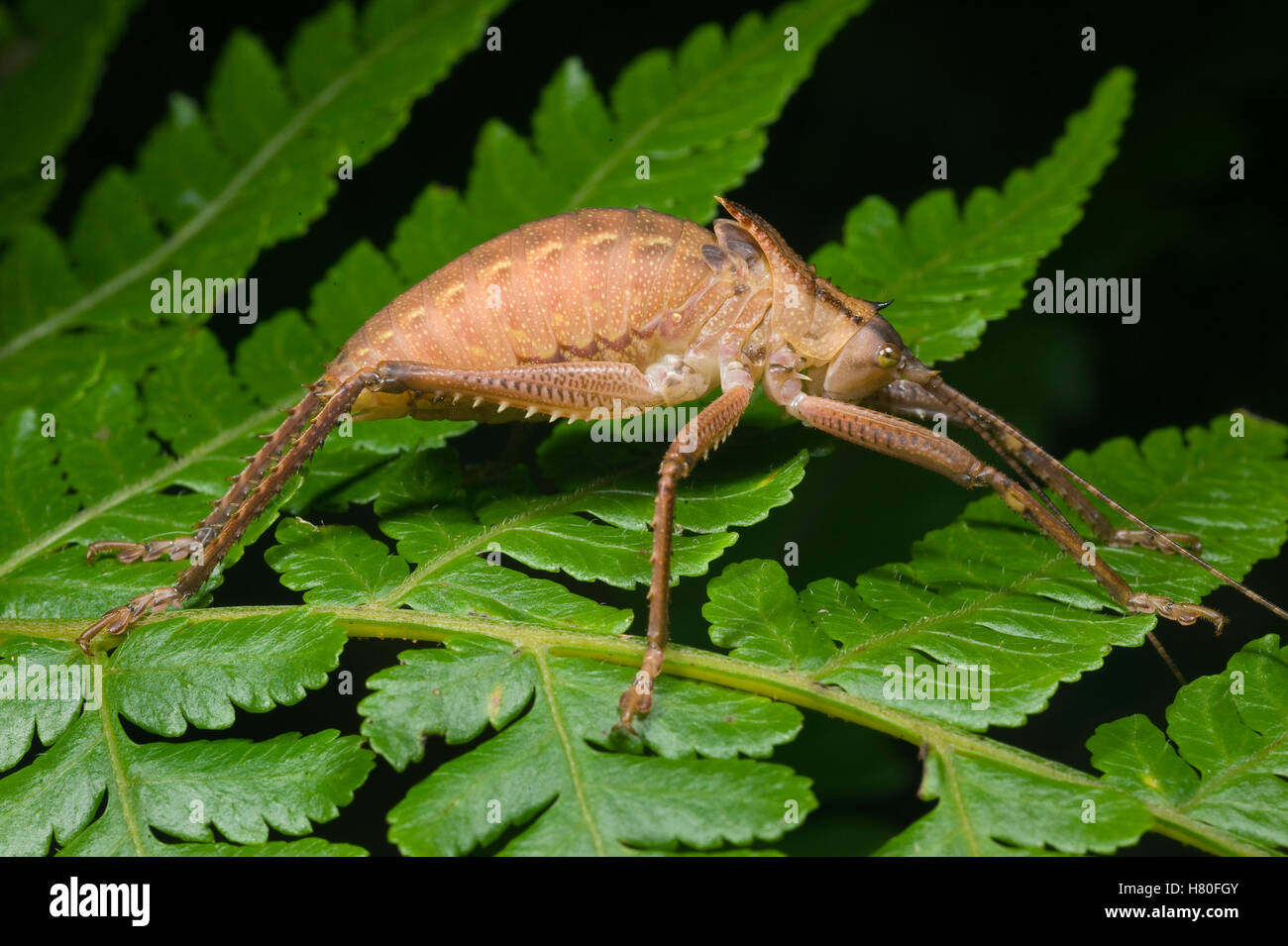 Katydid (Tettigoniidae), Baoruco Mountain Range, Dominican Republic ...