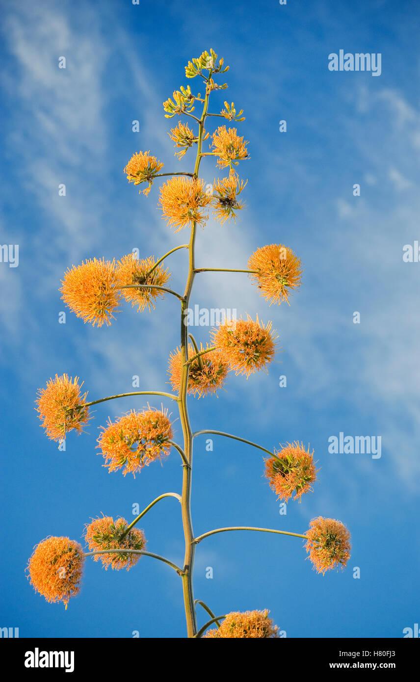 Agave (Agave brevispina) flowering, Baoruco Mountain Range, Dominican ...