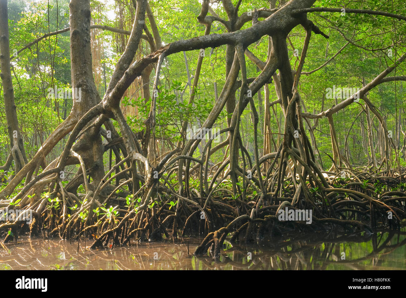 Red Mangrove (Rhizophora mangle) stilt roots, Los Haitises National ...