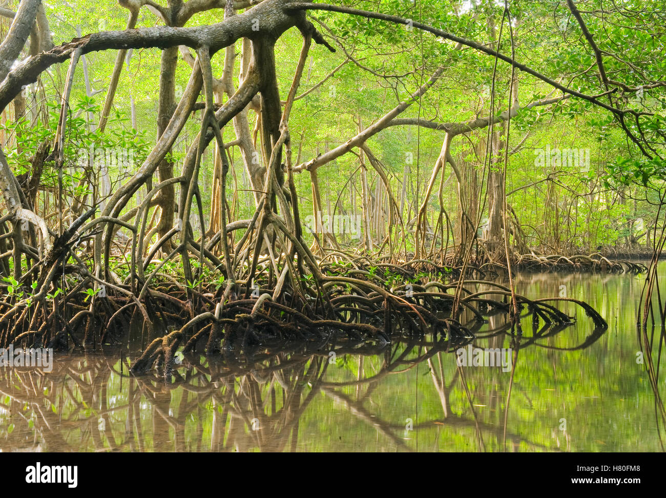 Rhizophora Mangle Have Stilt Roots