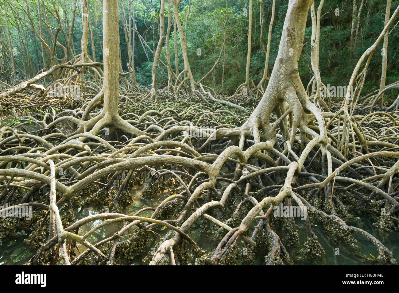 Red Mangrove (Rhizophora mangle) stilt roots, Los Haitises National ...