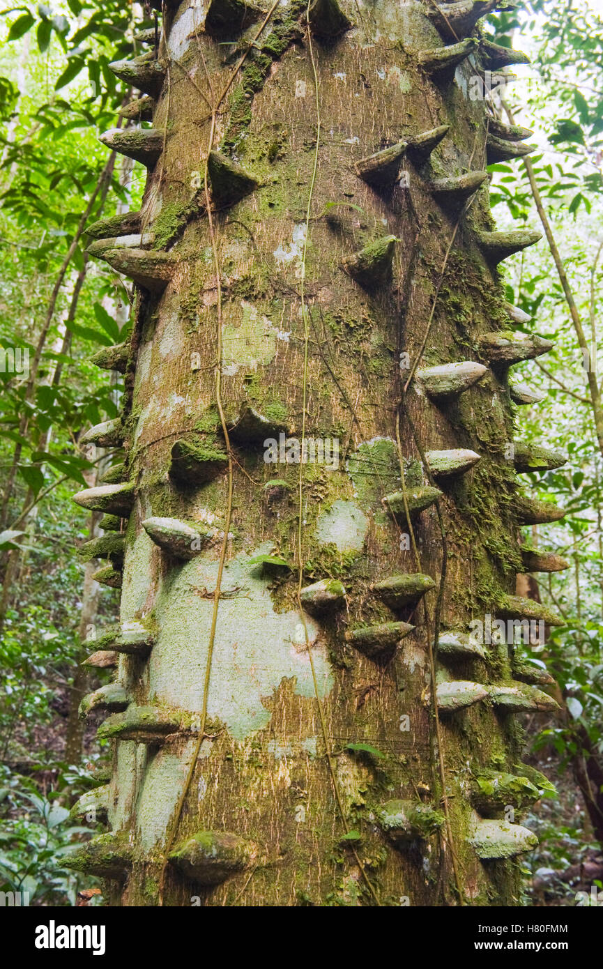 Yellow Prickle (Zanthoxylum monophyllum) with spikes on trunk in ...