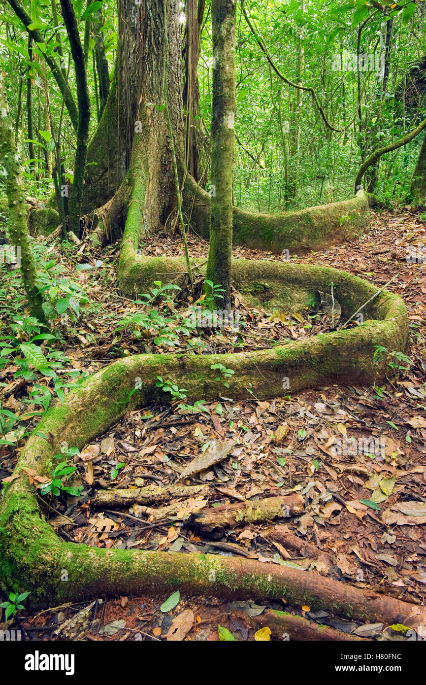 Yellow Mombin (Spondias mombin) buttress root, Los Haitises National ...
