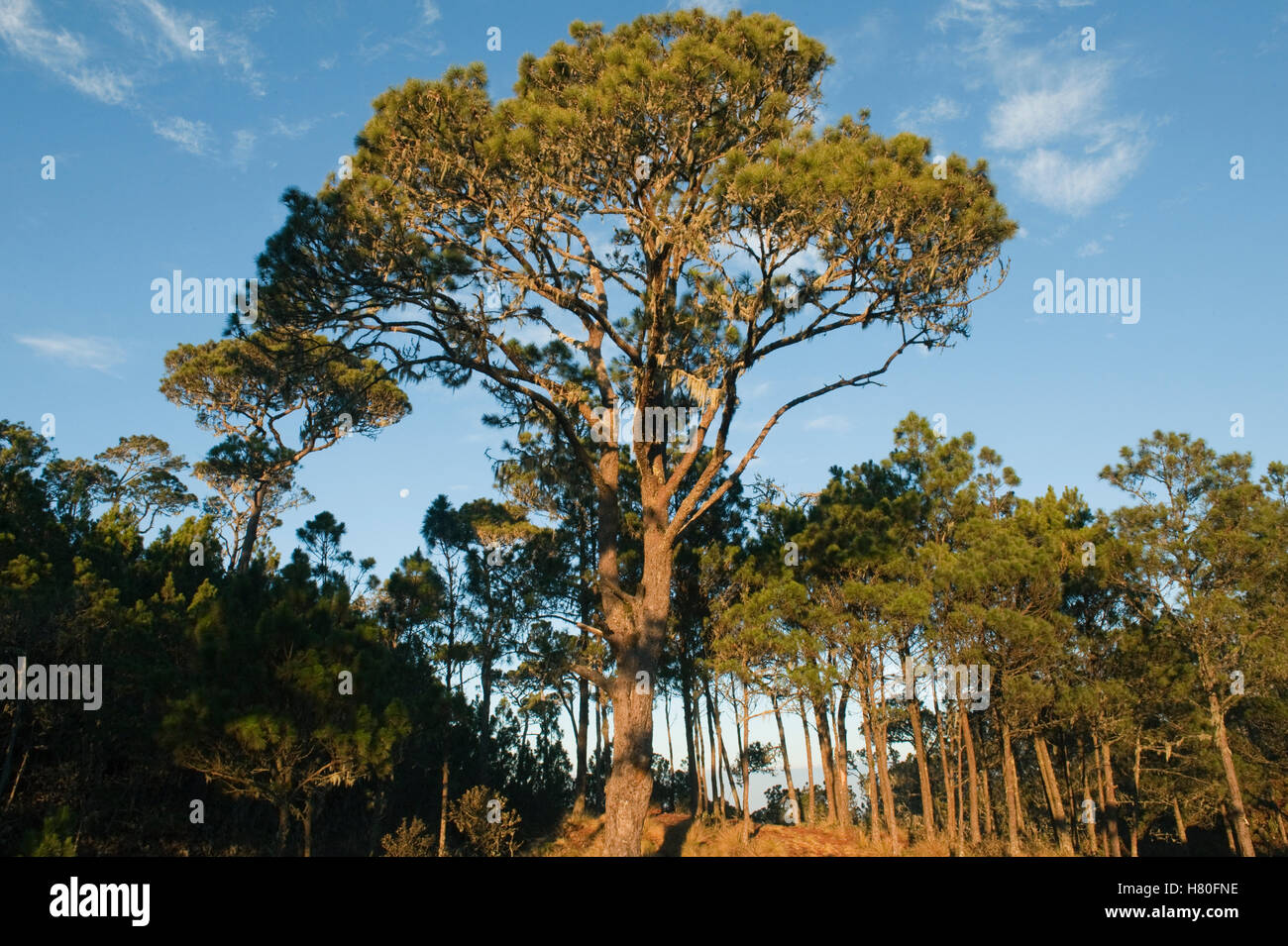 Hispaniolan Pine (Pinus occidentalis) in cloud forest, Valle Nuevo ...