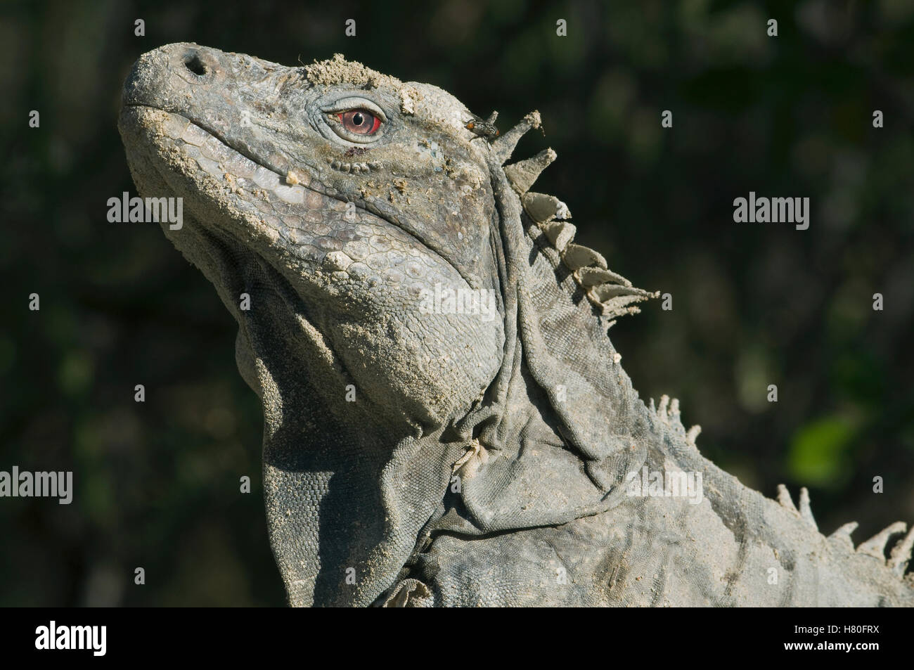 Ricord's Iguana (Cyclura ricordi), Lago Enriquillo National Park ...