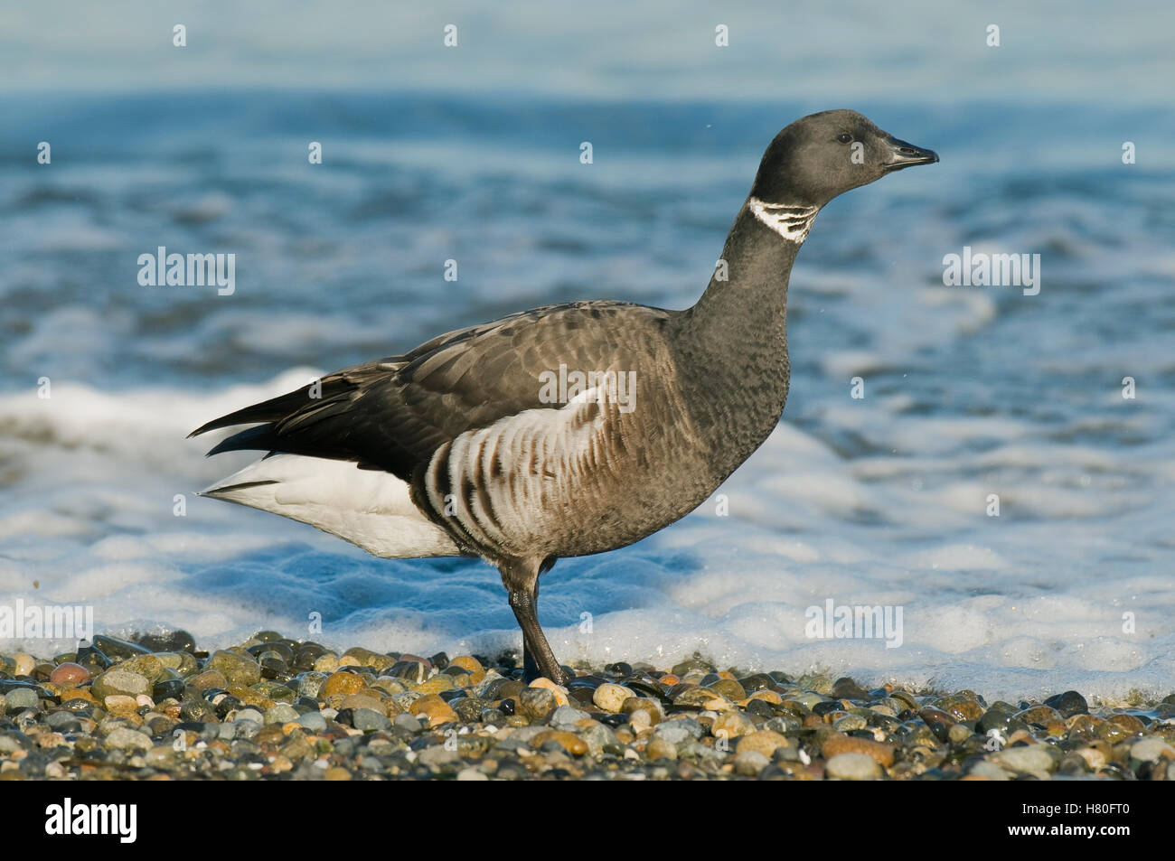 Black Brant (Branta nigricans), Puget Sound, Washington Stock Photo - Alamy