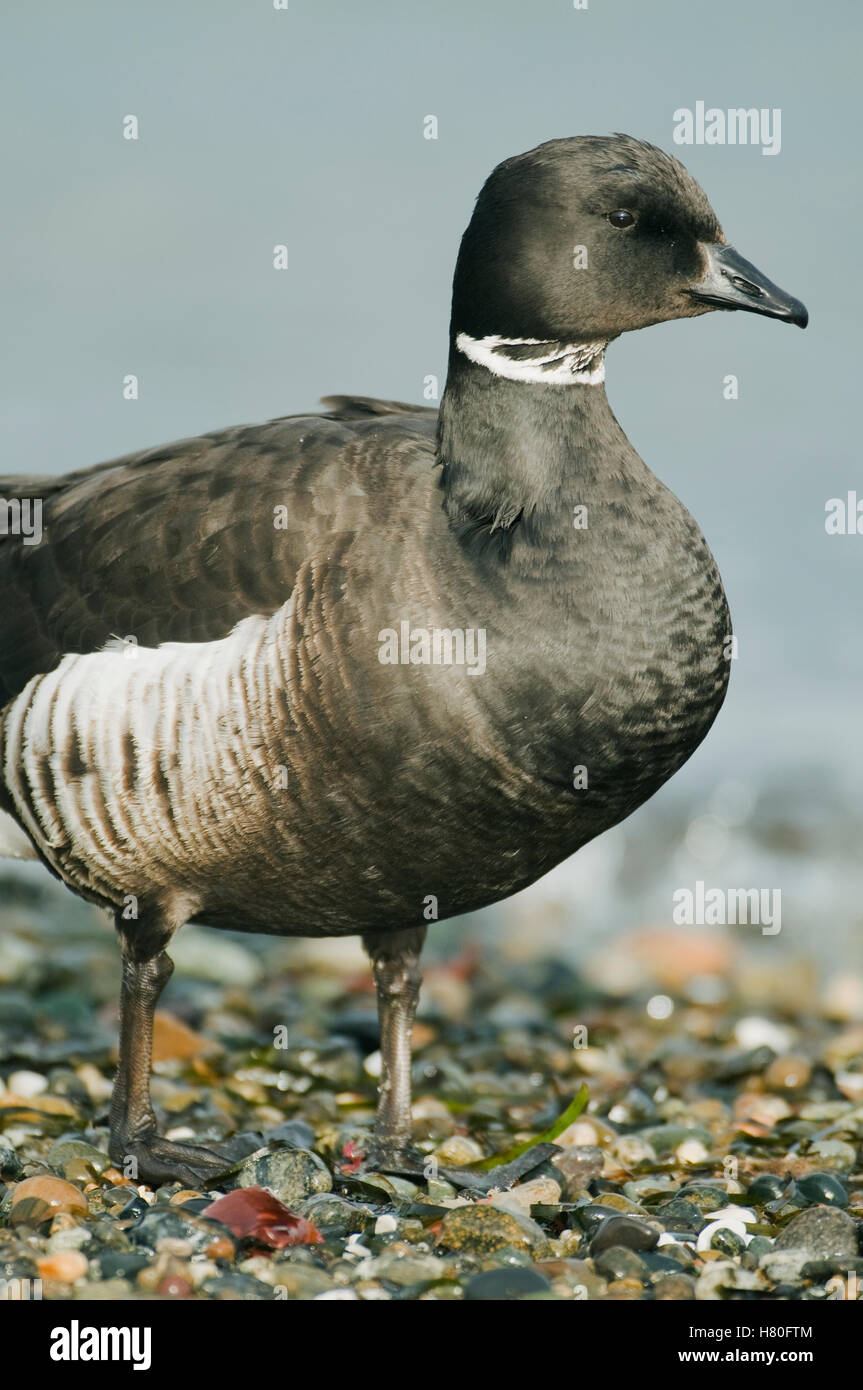 Black Brant (Branta nigricans), Puget Sound, Washington Stock Photo - Alamy
