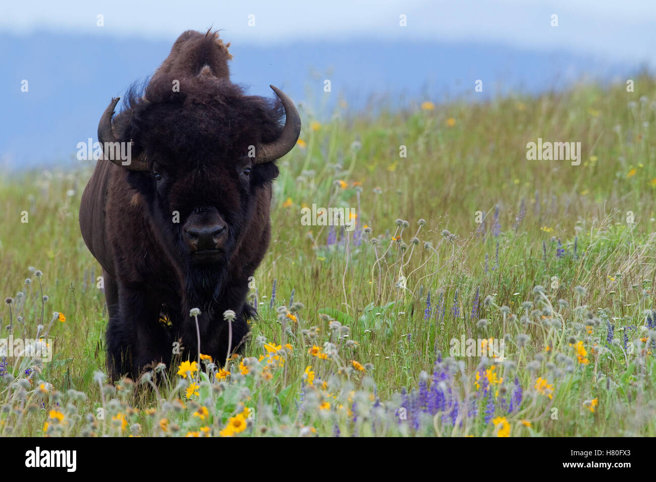 American Bison (Bison bison) bull amid wildflowers, National Bison ...