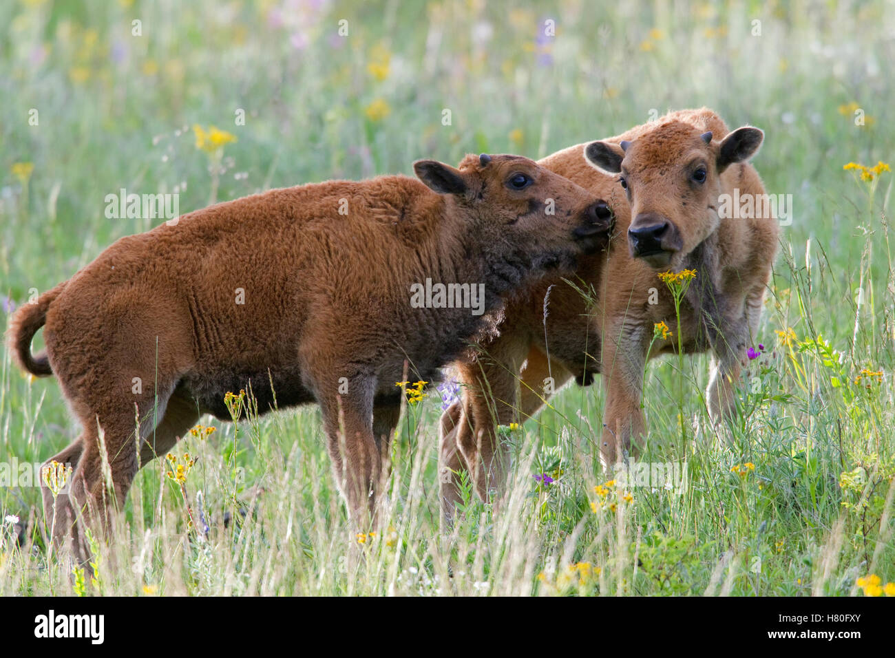 American Bison (Bison bison) calves nuzzling, National Bison Range ...