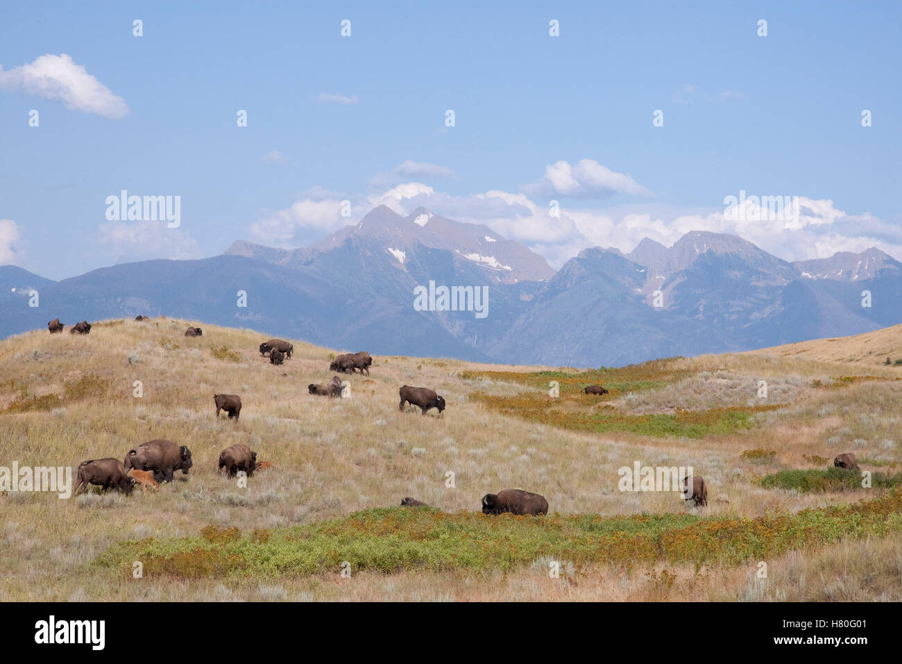 American Bison (Bison bison) herd in grassland, National Bison Range ...