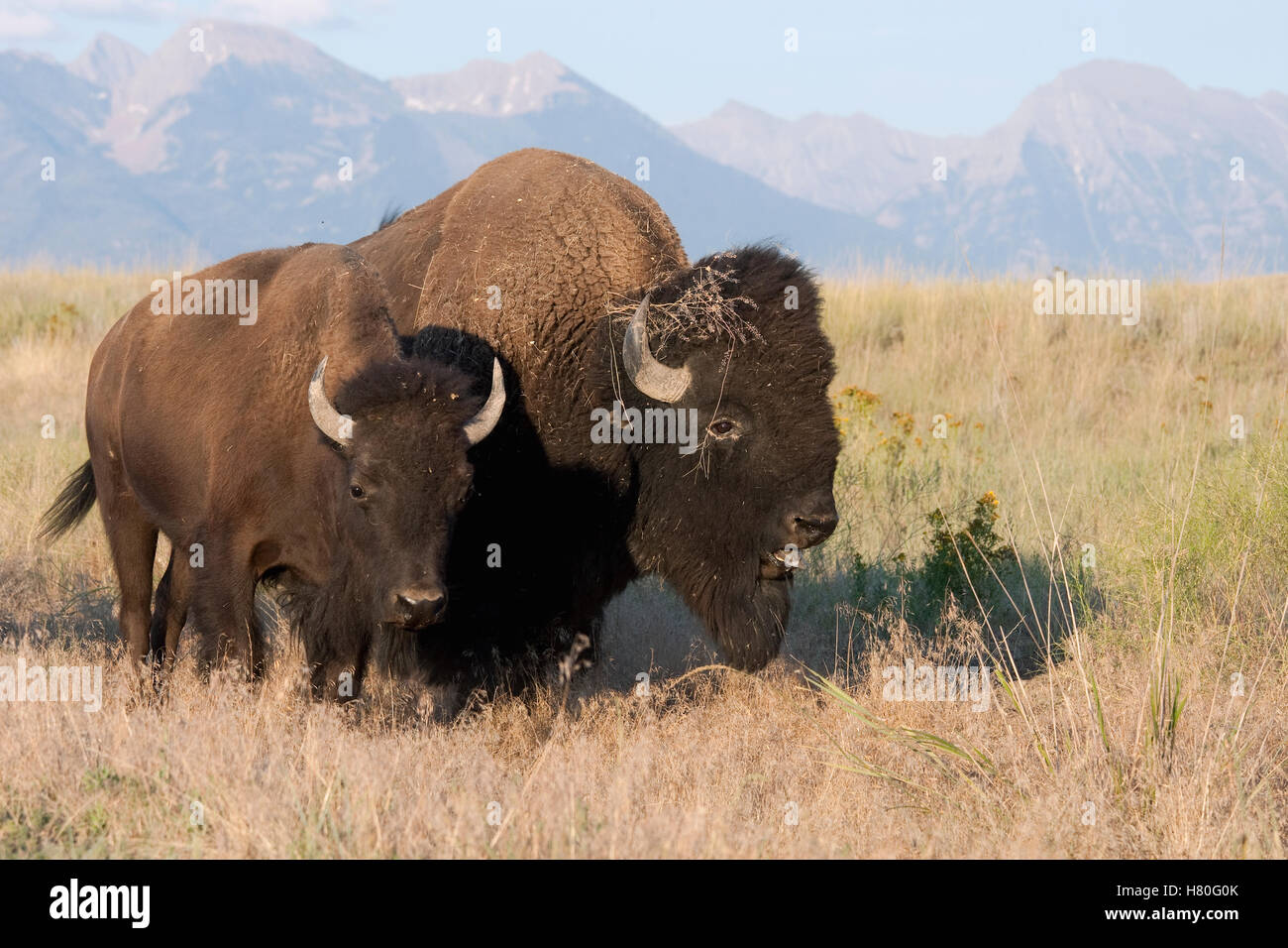 American Bison (Bison bison) male and female, National Bison Range, Moise, Montana Stock Photo ...