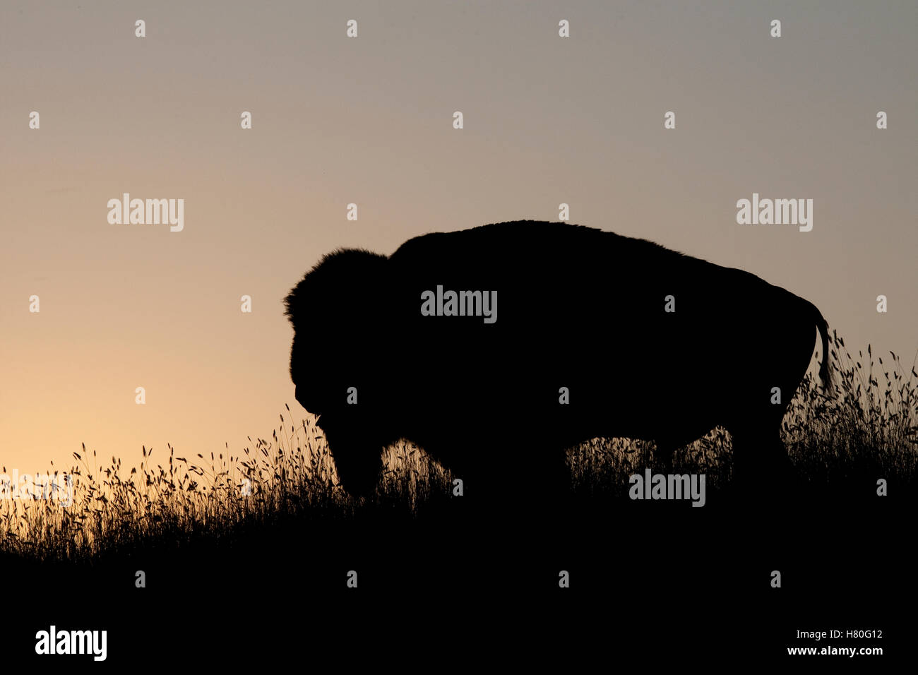 American Bison (Bison bison) bull, National Bison Range, Moise, Montana ...
