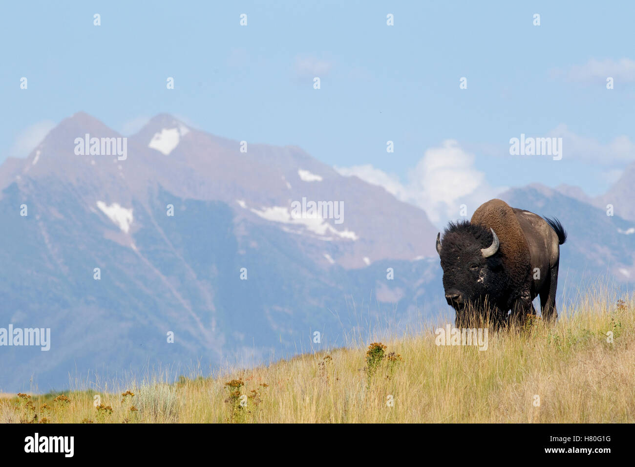 American Bison (Bison bison) on hillside, National Bison Range, Moise ...