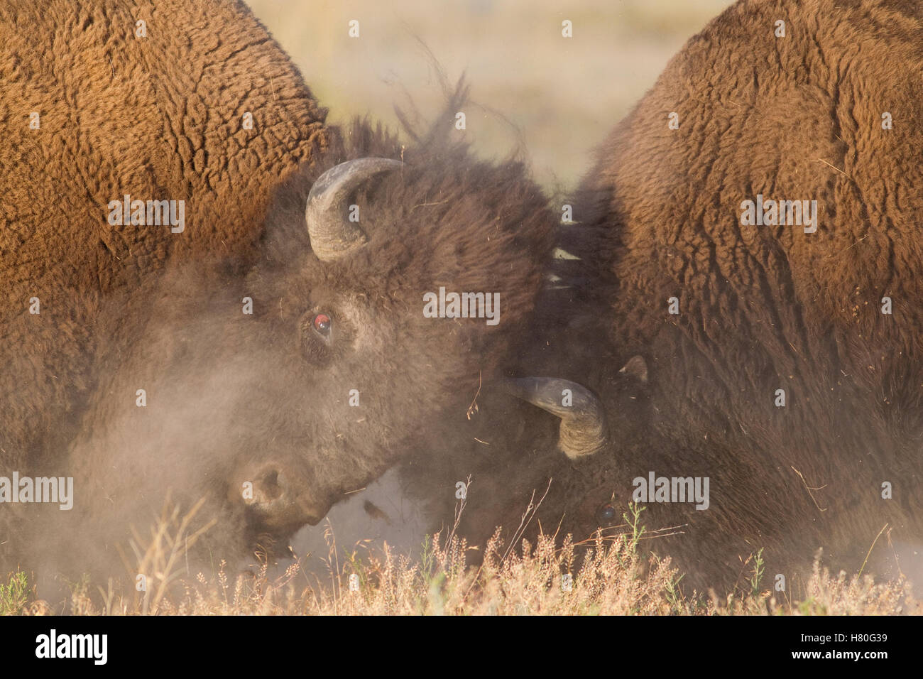 Bull bison fighting High Resolution Stock Photography and Images - Alamy