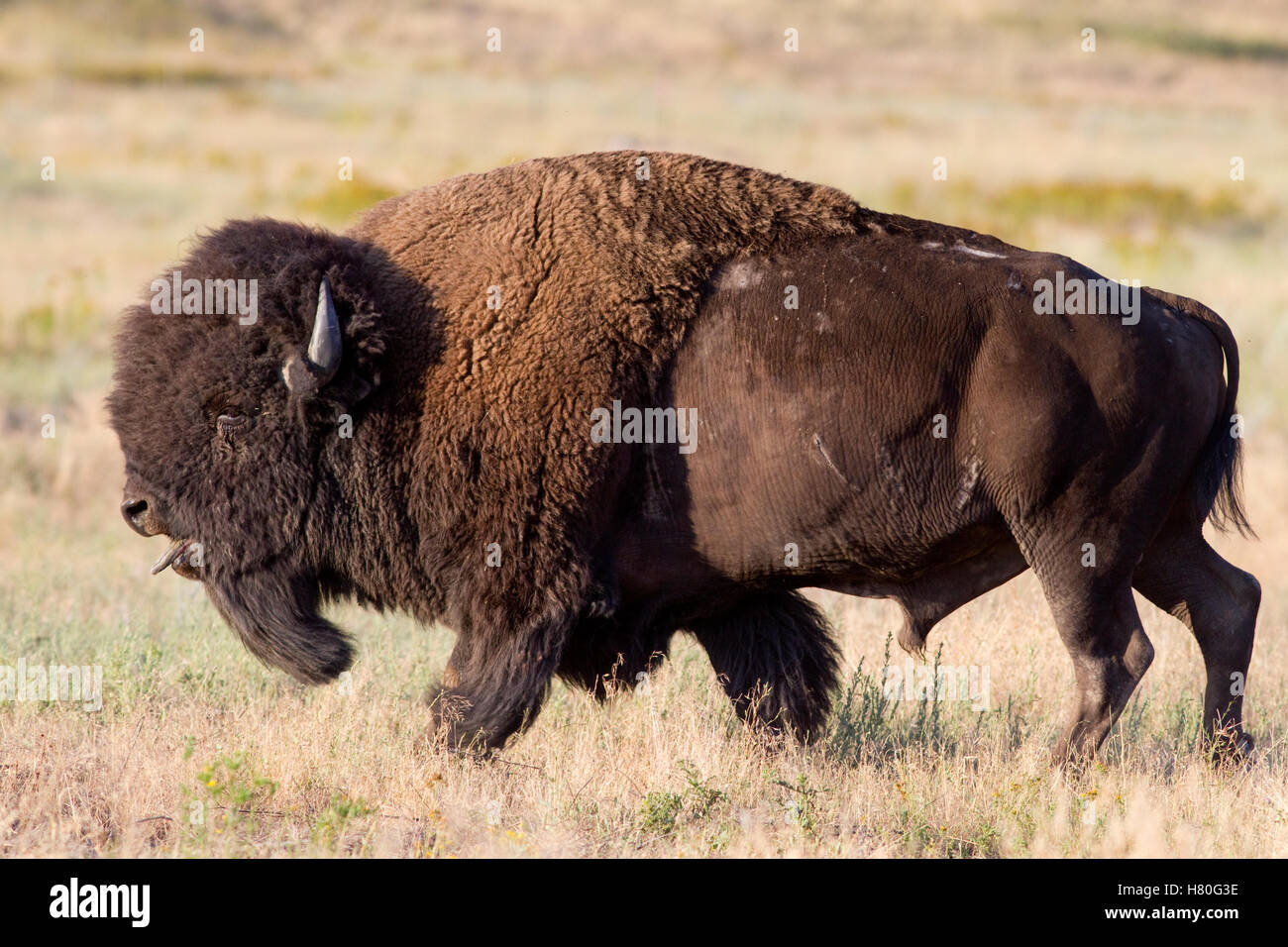 American Bison (Bison bison) bull tasting air for receptive females ...