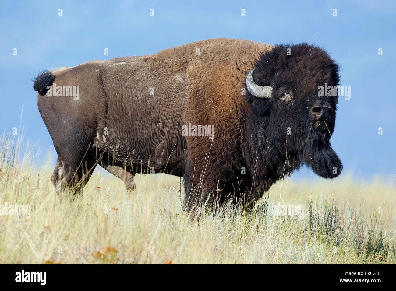 American Bison (Bison bison) bull, National Bison Range, Moise, Montana Stock Photo - Alamy