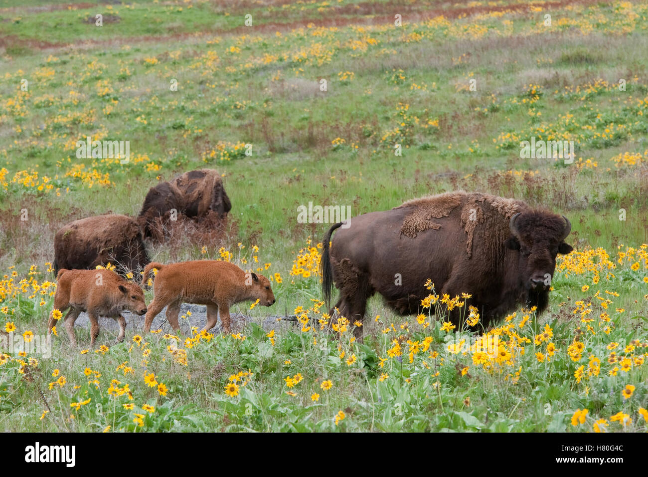 American Bison (Bison bison) females with calves, National Bison Range ...