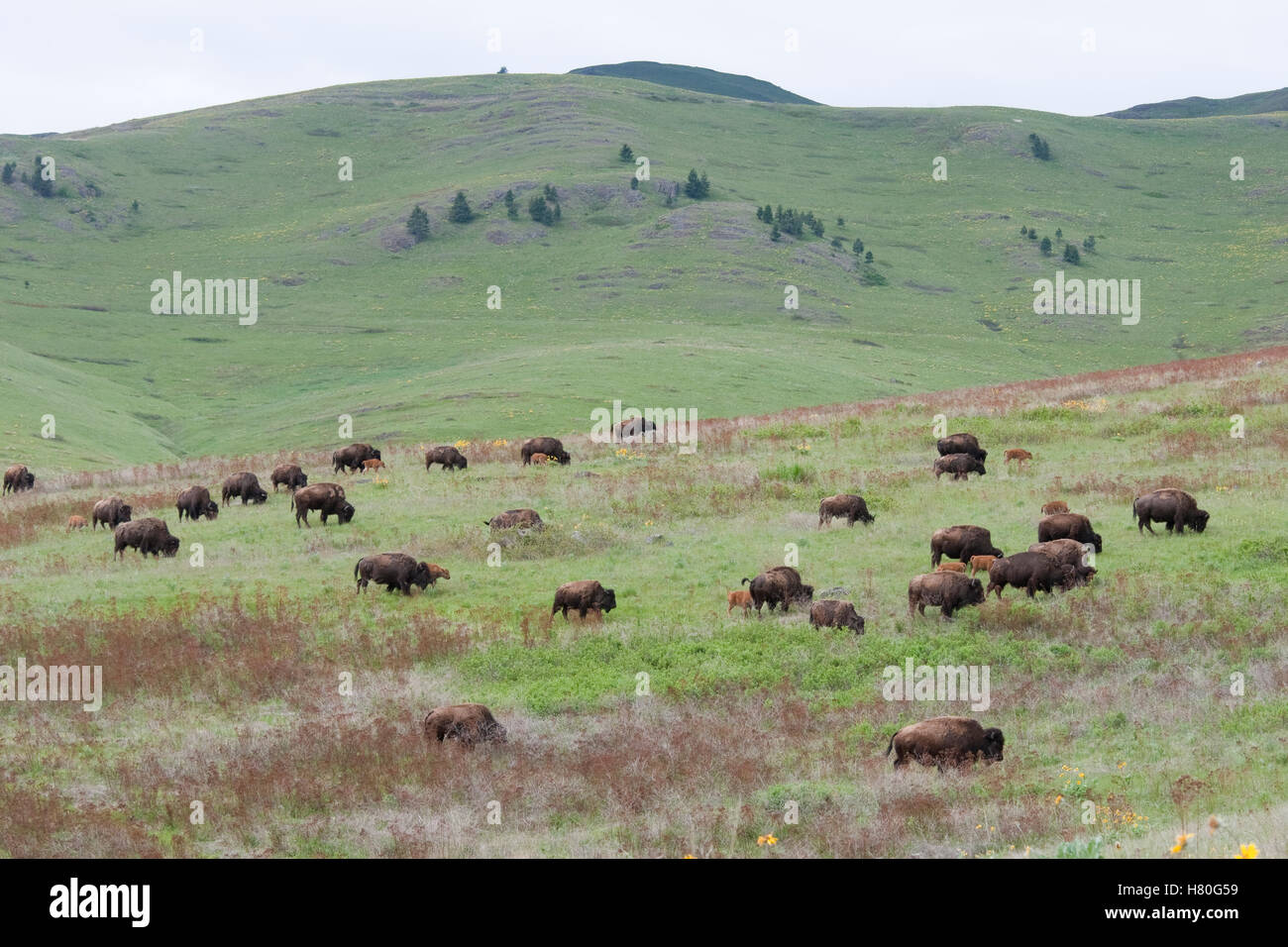 American Bison (Bison bison) herd in grassland, National Bison Range ...