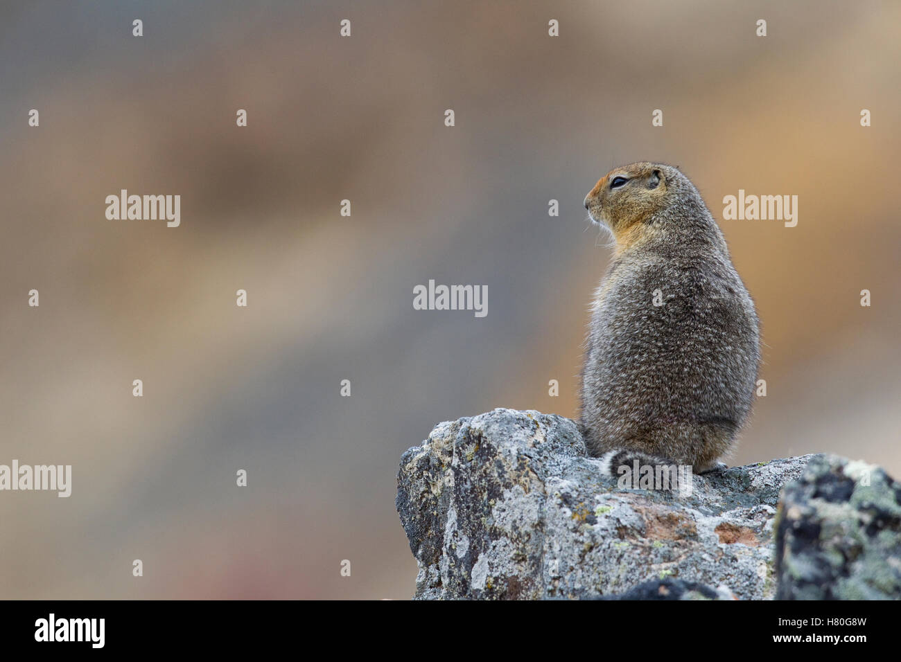 Arctic Ground Squirrel (Spermophilus parryii), Denali National Park ...