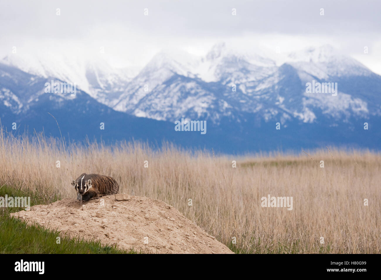 American Badger (Taxidea taxus) at den in grassland, National Bison ...