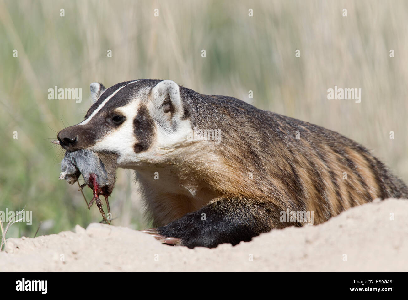 American Badger (Taxidea taxus) with prey, National Bison Range, Moise ...