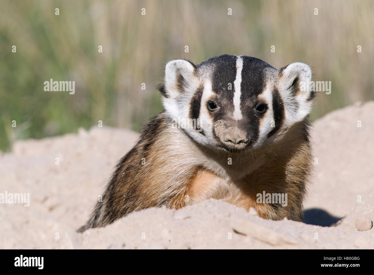American Badger (Taxidea taxus) at den, National Bison Range, Moise ...