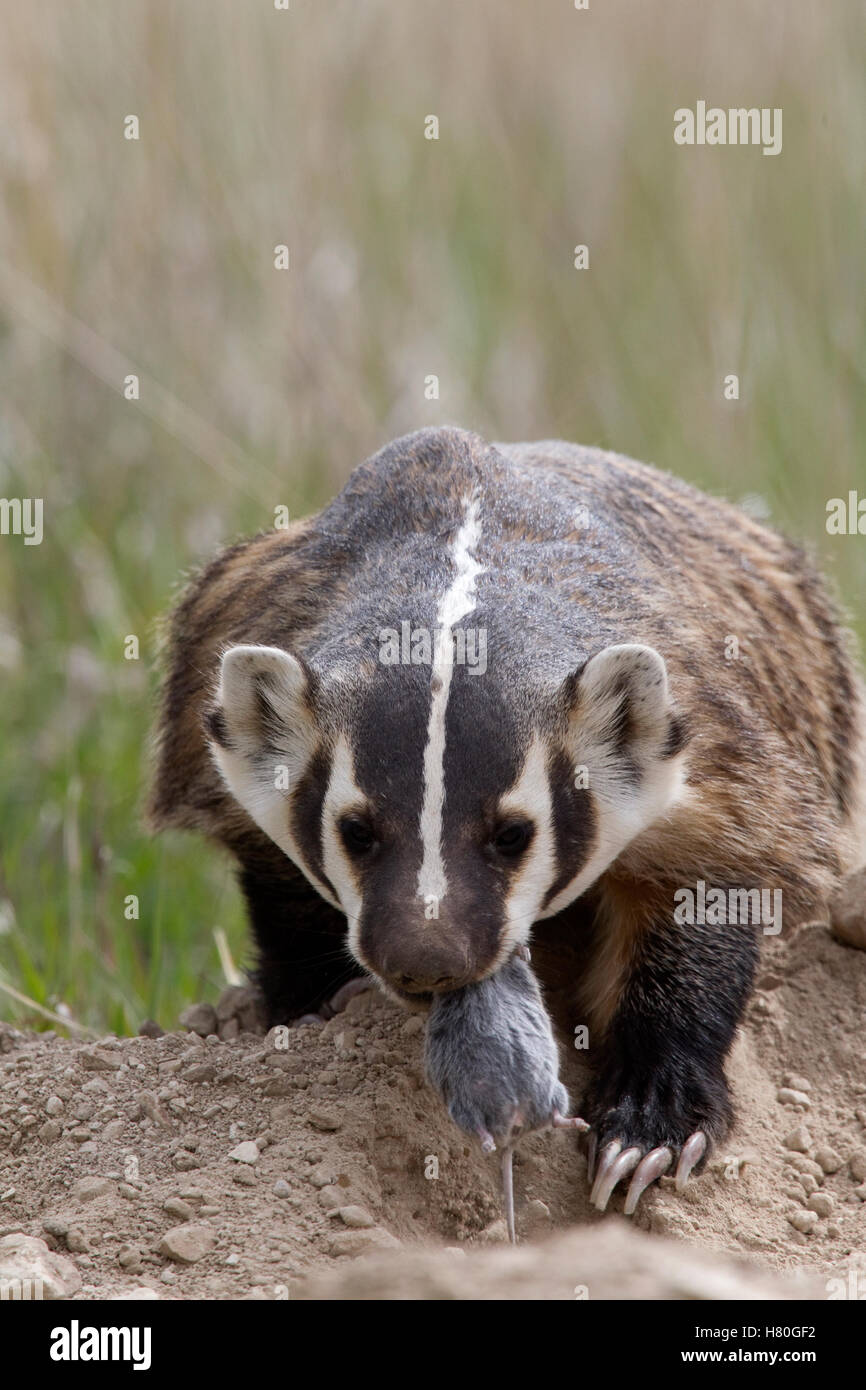 American Badger (Taxidea taxus) with prey, National Bison Range, Moise ...