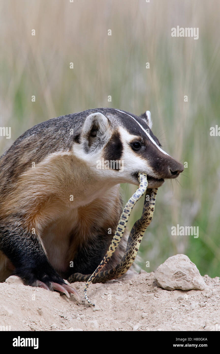 American Badger (Taxidea taxus) with Bullsnake (Pituophis melanoleucus ...
