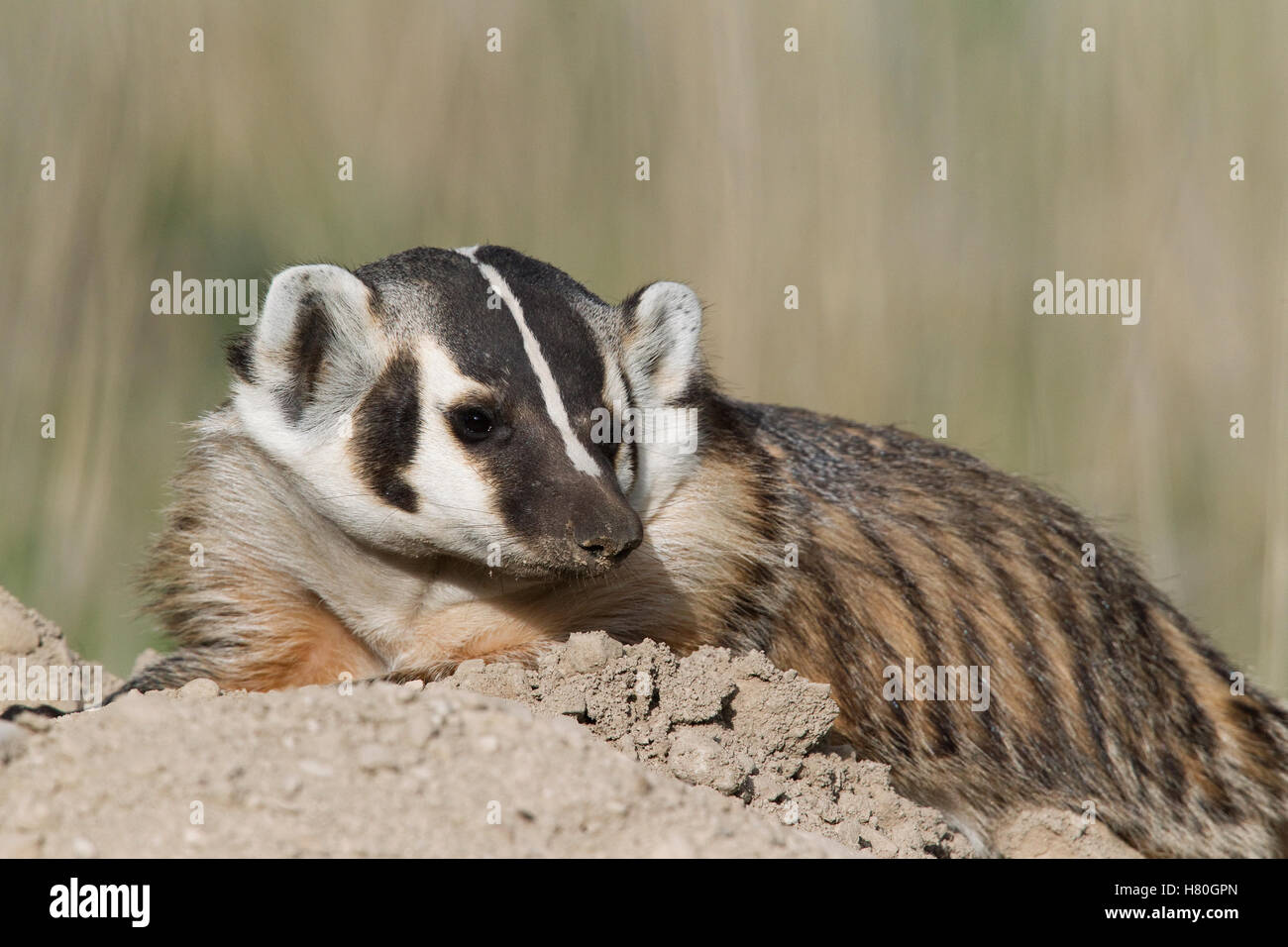 American Badger (Taxidea taxus), National Bison Range, Moise, Montana ...