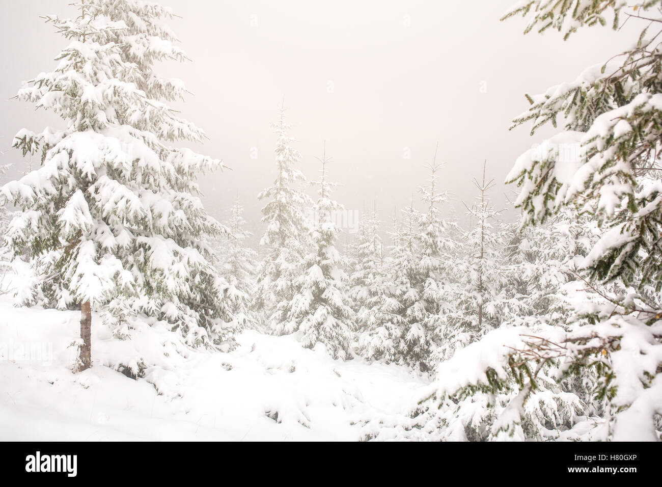 Beautiful winter landscape with snow covered trees Stock Photo - Alamy