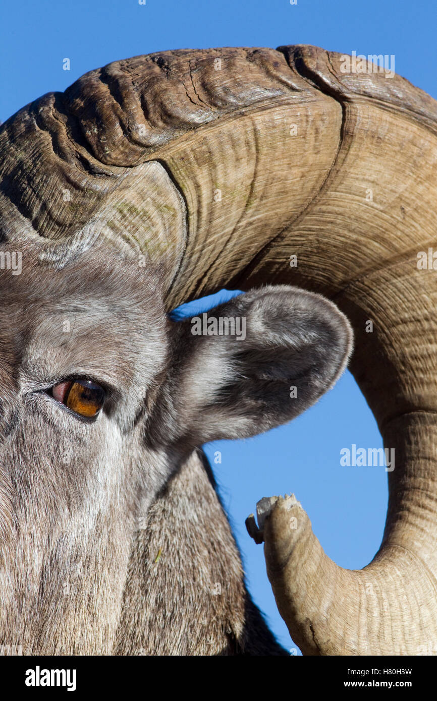 Bighorn Sheep (Ovis canadensis) ram, detail of ear and horn, Jasper ...