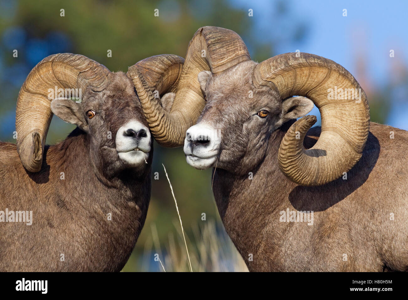 Bighorn Sheep (Ovis canadensis) rams play-fighting, Mission Valley ...