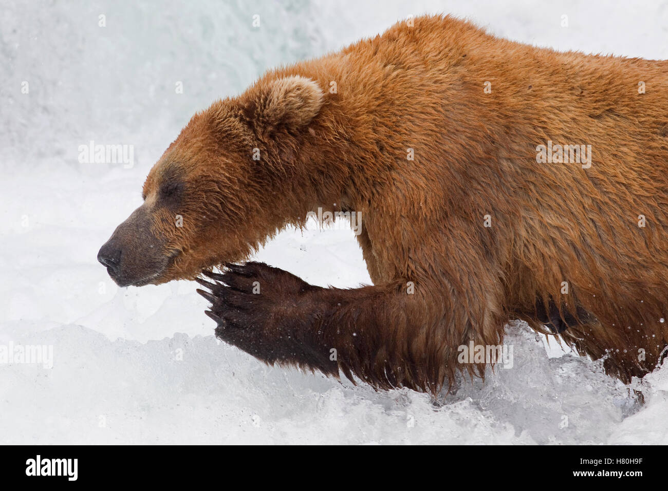 Grizzly Bear (Ursus arctos horribilis) scratching itself while standing ...