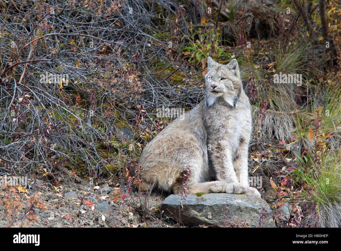 Canada Lynx (Lynx canadensis), Denali National Park, Alaska Stock Photo ...