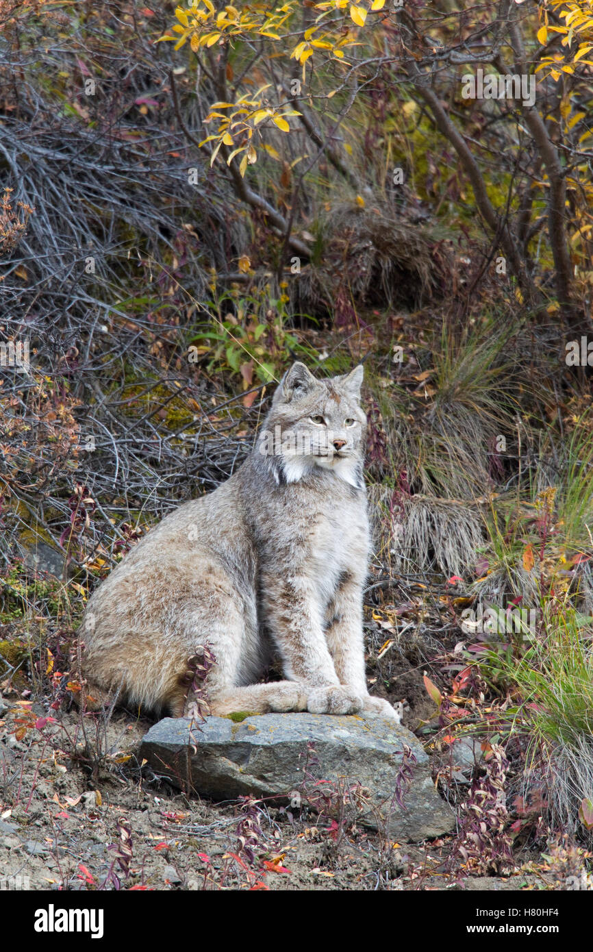 Canada Lynx (Lynx canadensis), Denali National Park, Alaska Stock Photo ...