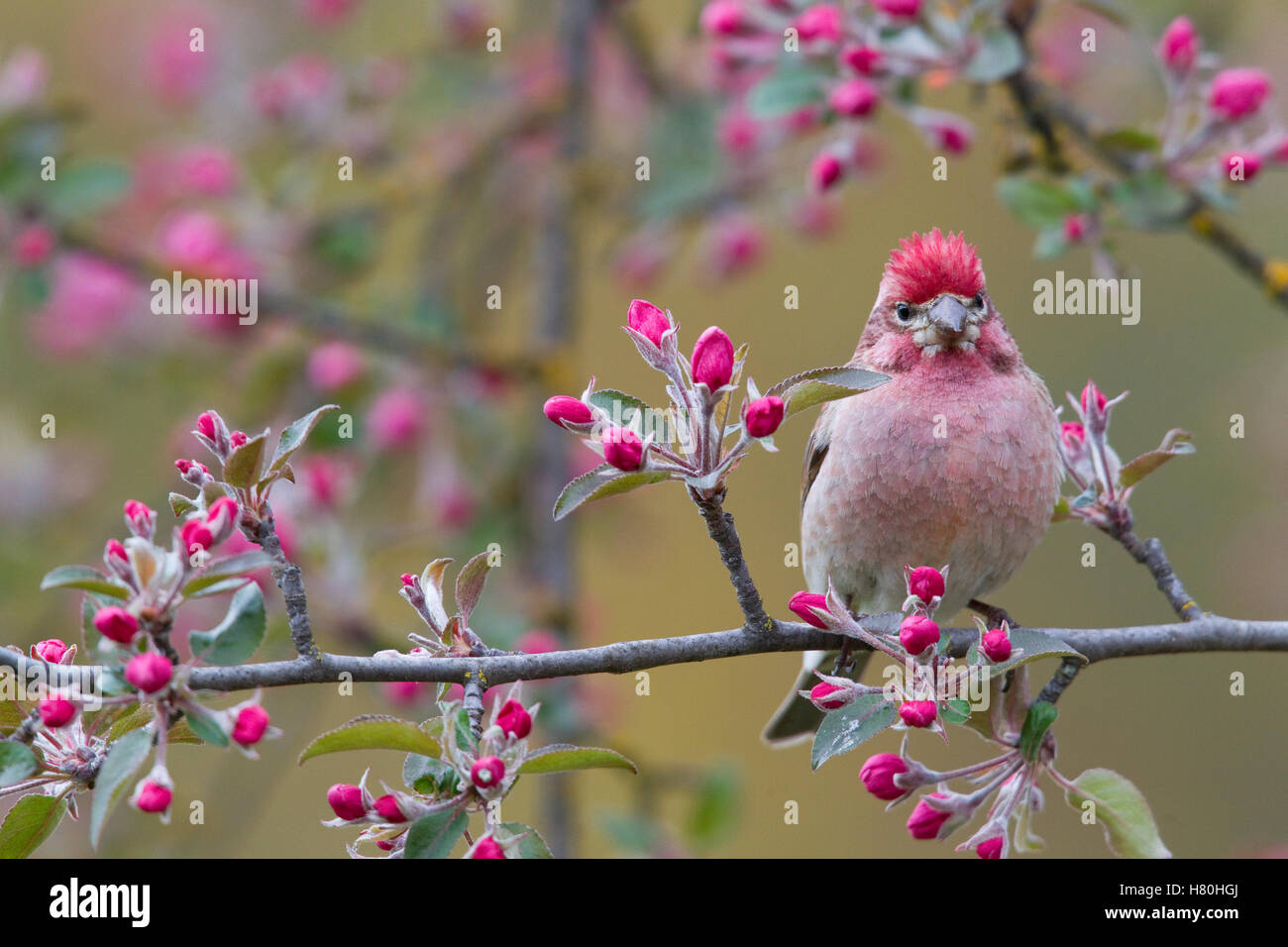 Cassin's Finch (Carpodacus cassinii) male in flowering tree, Troy ...